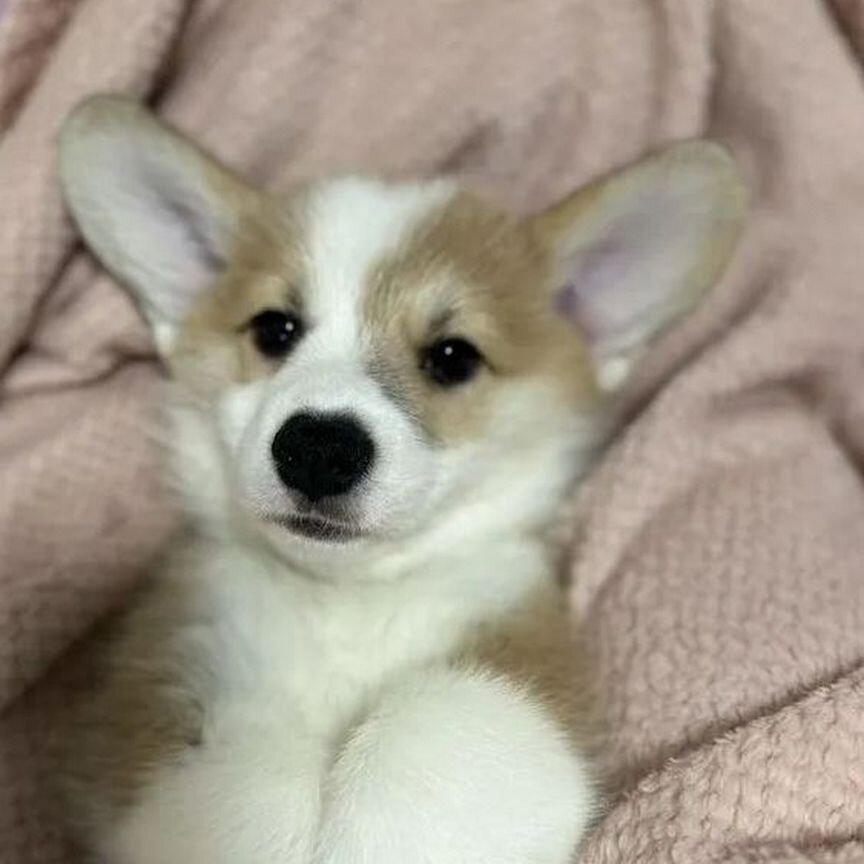 Вельш-корги