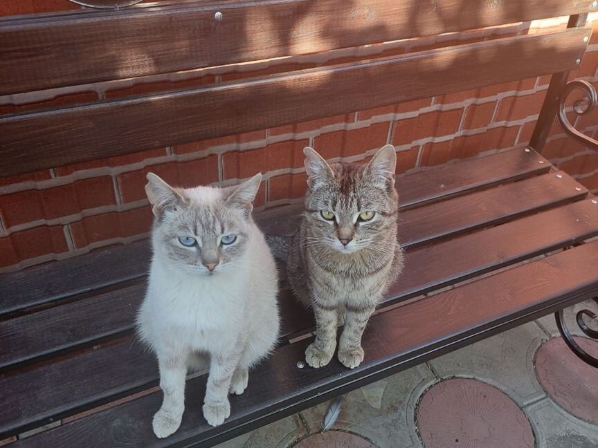 Кошки в добрые руки