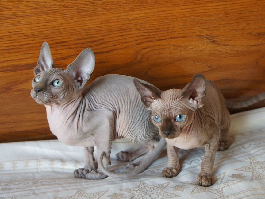 Котята С документами