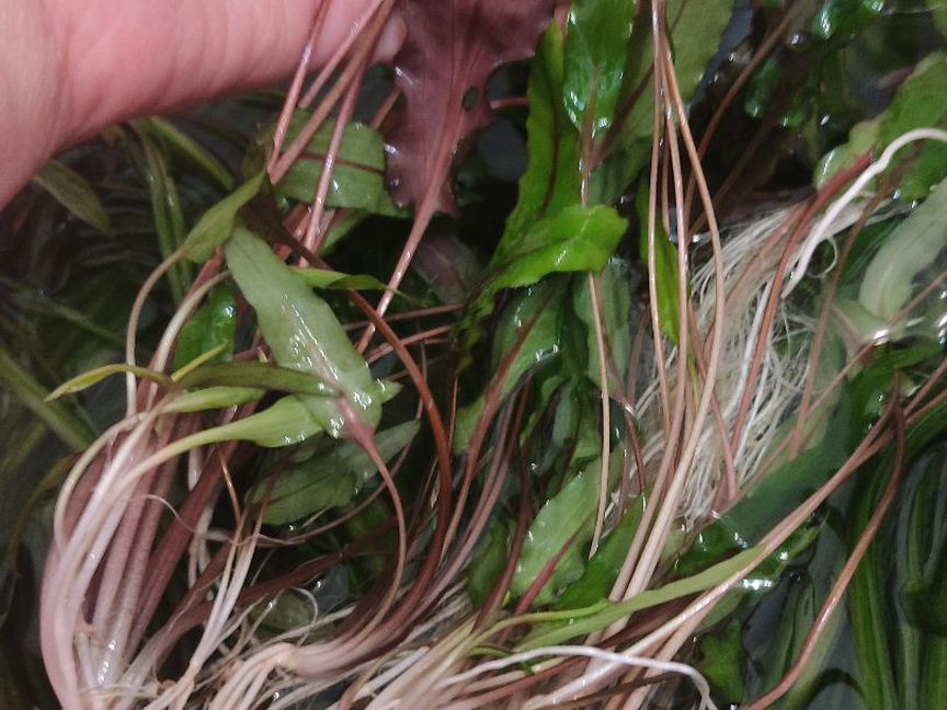 Аквариумные растения