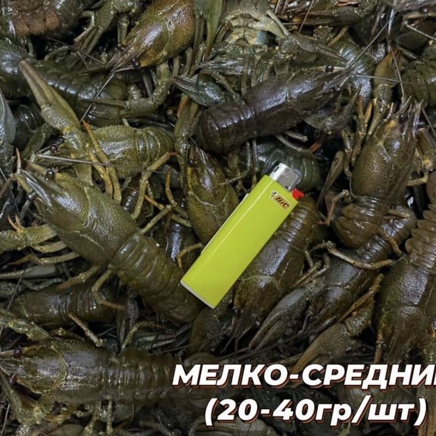 Живые раки маныч