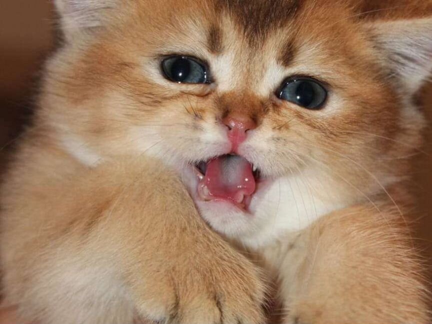 Британский котенок 2 мес