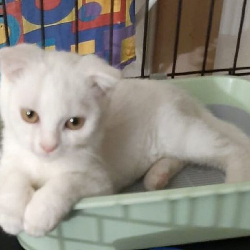 Шотландские котята, бронь до 27.09