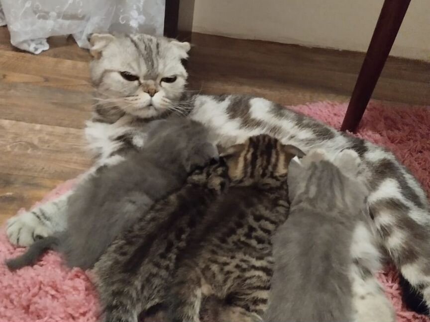 Шотландские вислоухие котята