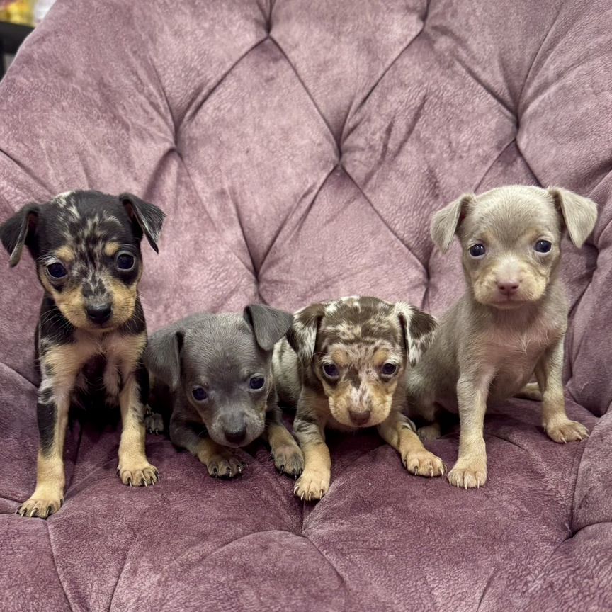 Тойчики на любой вкус