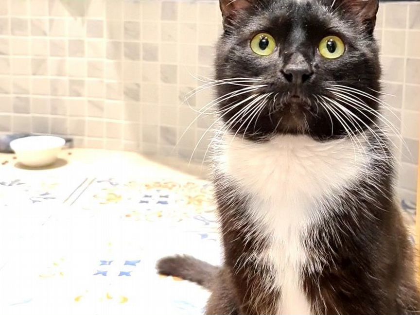 Кот котенок черно-белый в добрые руки