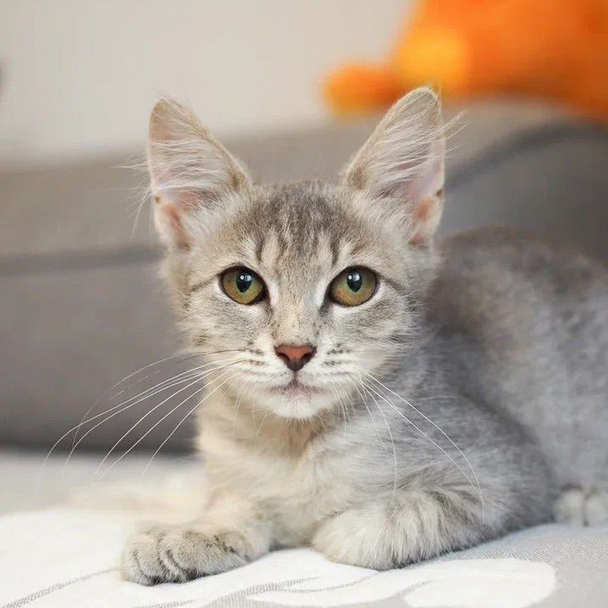 Котенок Мышка ищет дом