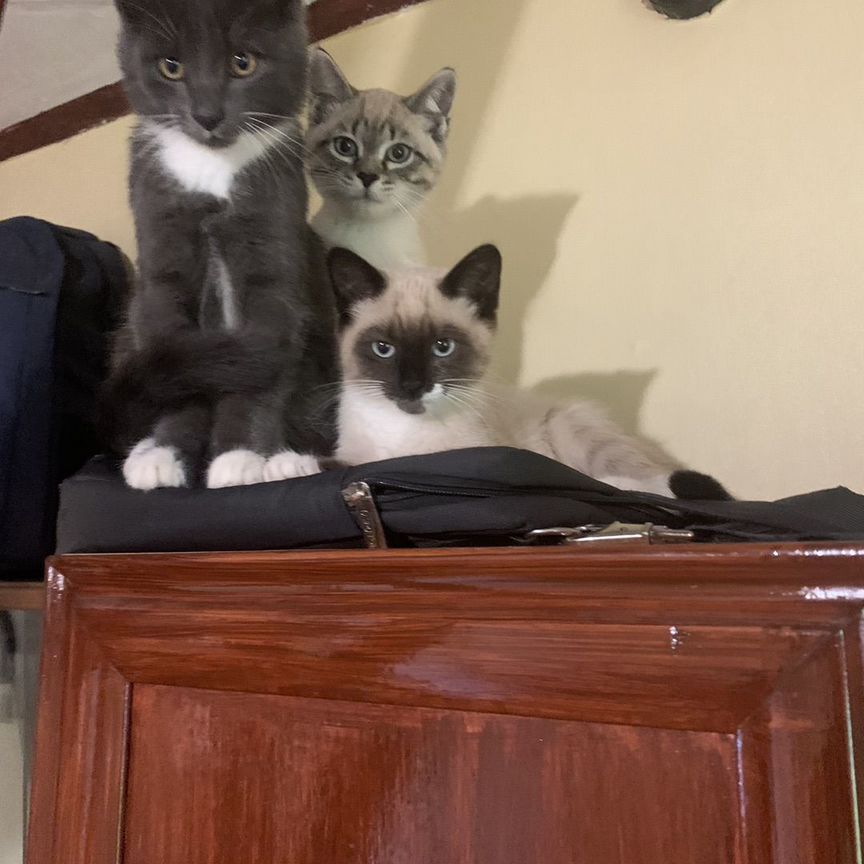 Котята