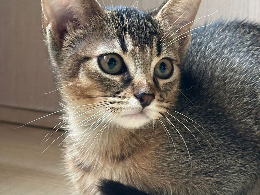 Абиссинская девочка на половину породистая