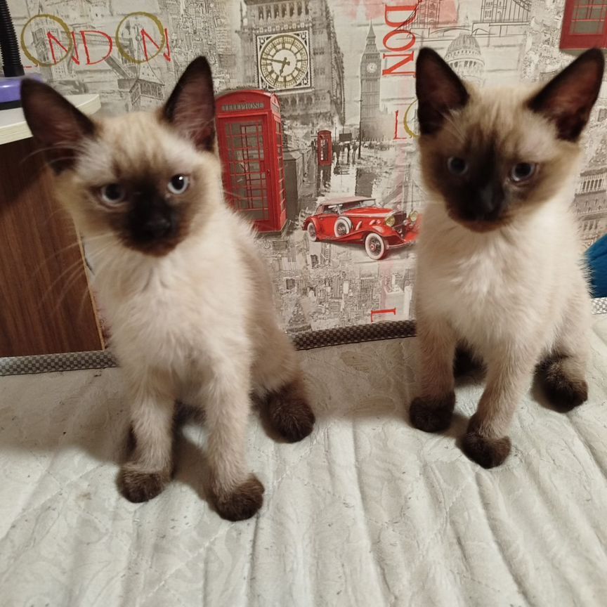 Сиамские котята