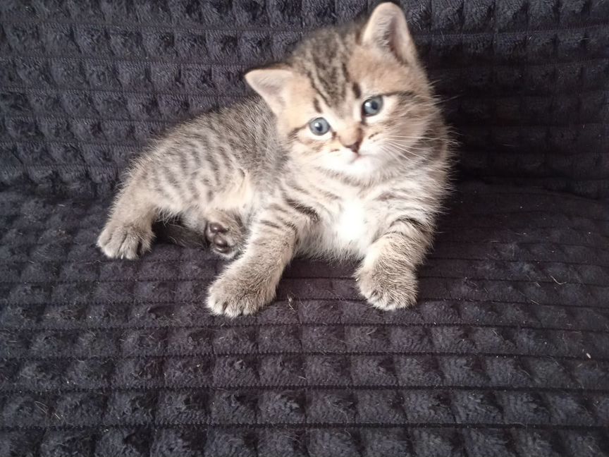 Отдам в добрые руки котенка девочка,1 месяц