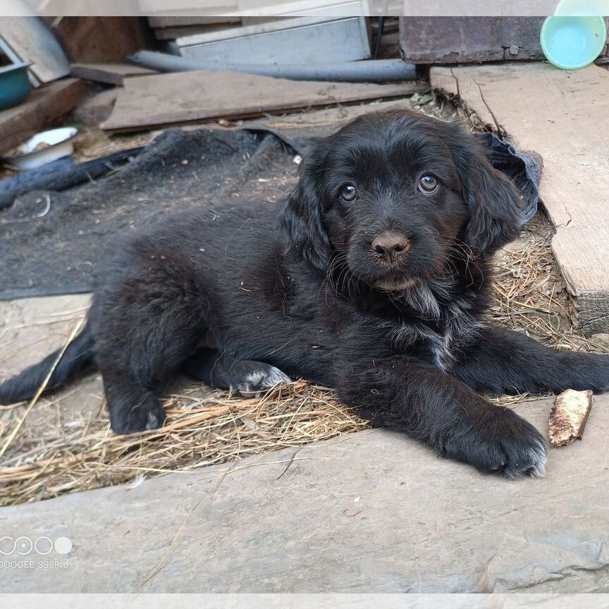 Щенок девочка, 2 месяца