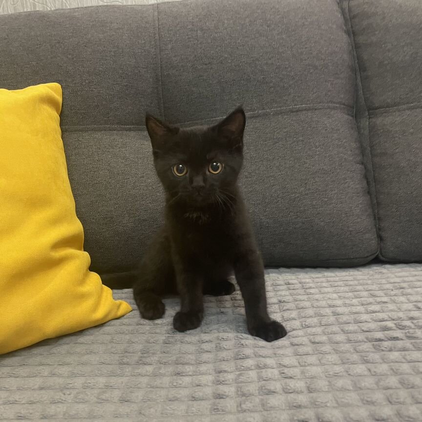 Продам котика