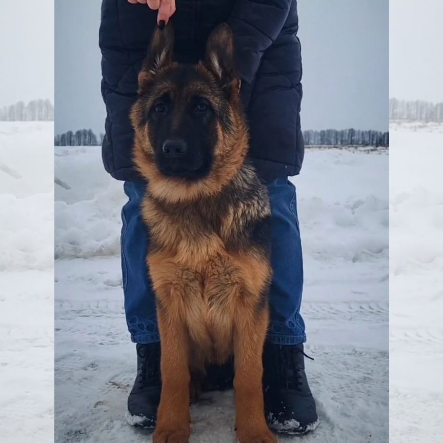 Щеночки породы нeмeцкая овчарка (девочки)