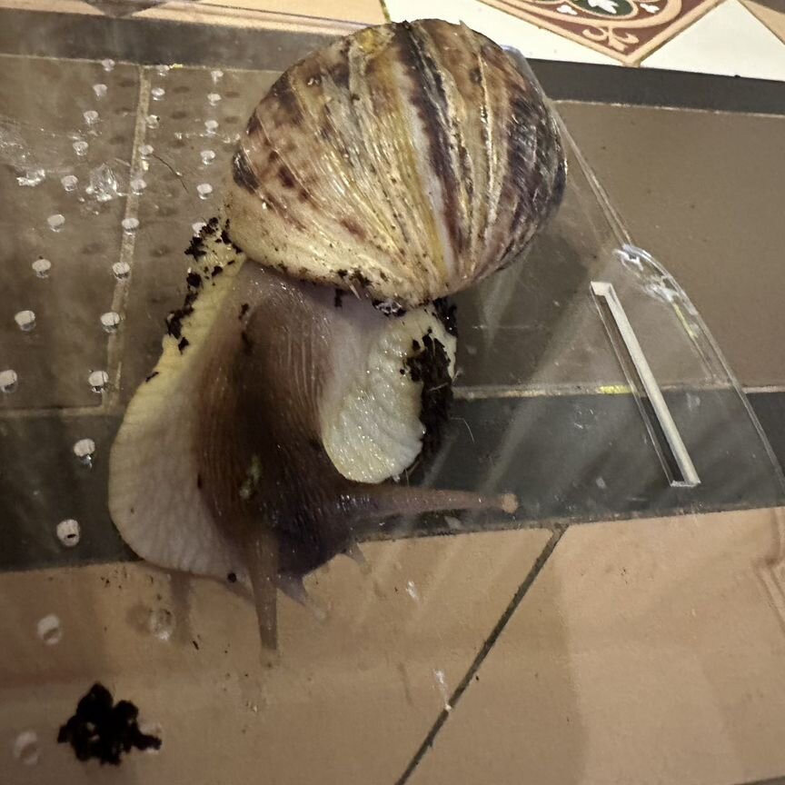 Улитка имакулята, ретикулята