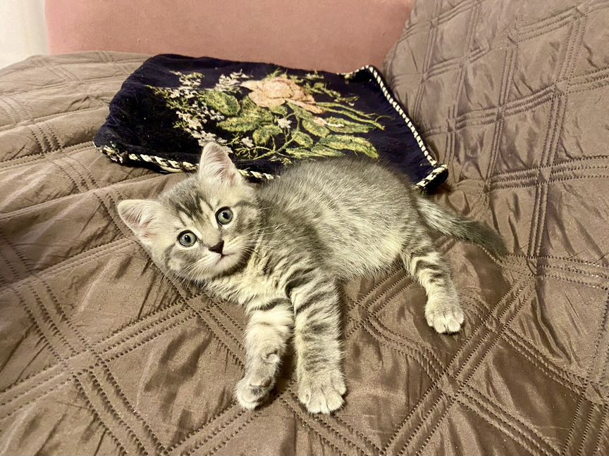 Котик смесь с британским