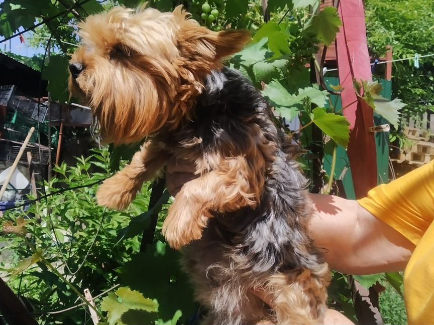 Йоркширский терьер