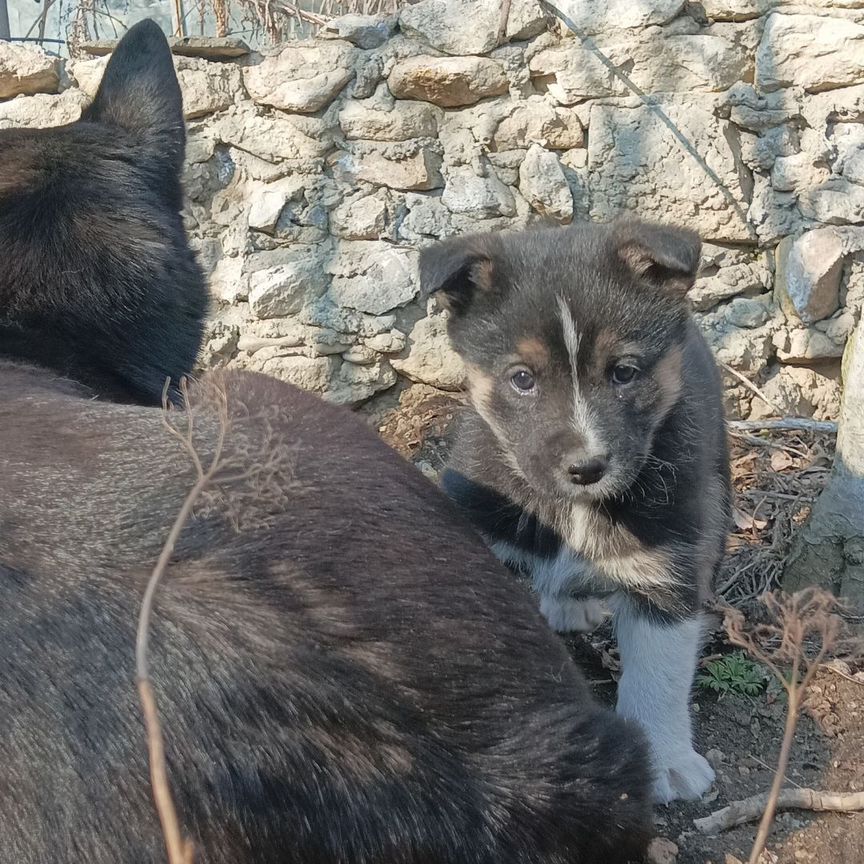 Отдам в добрые руки