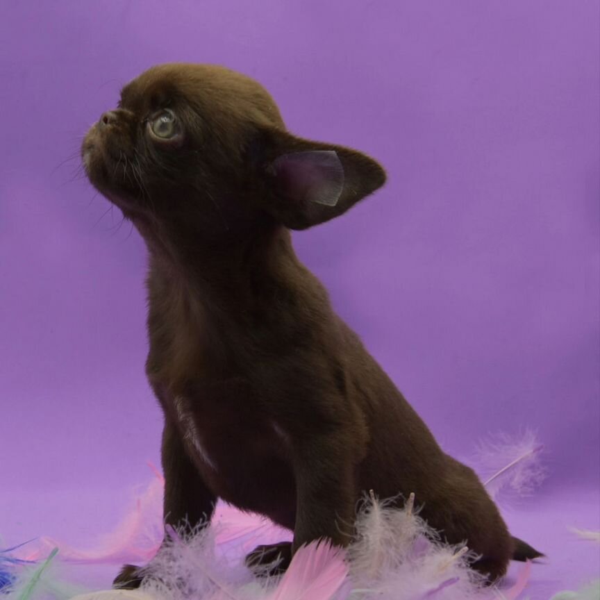 Девочка чихуахуа окрас шоколадный