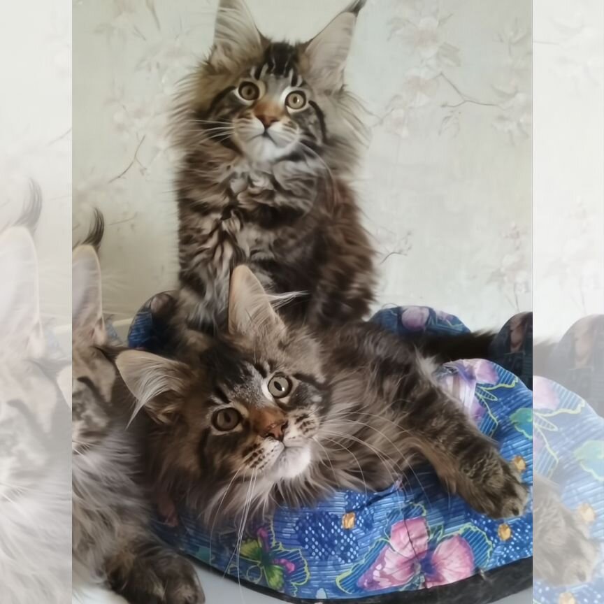 Мейн-кун котёнок