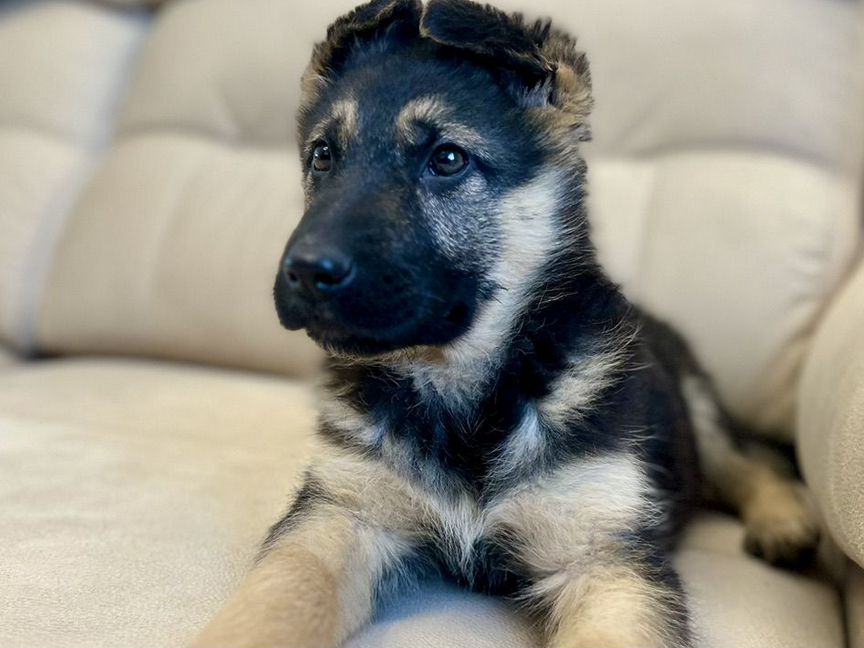 Восточноевропейская овчарка