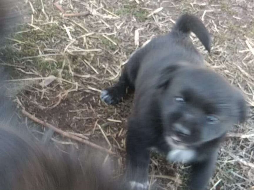 Отдам бесплатно щенка