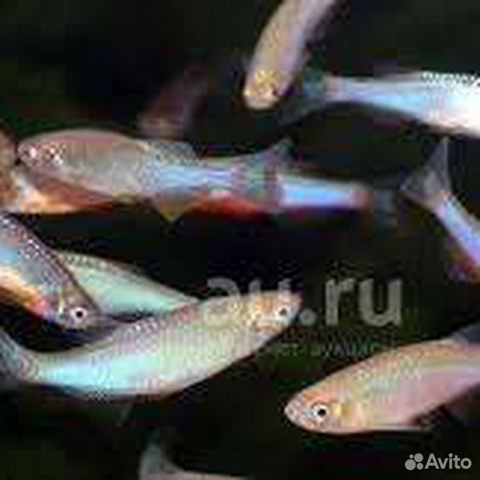 Данио Жемчужный