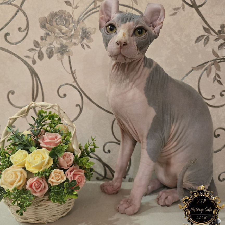 Канадский сфинкс котёнок