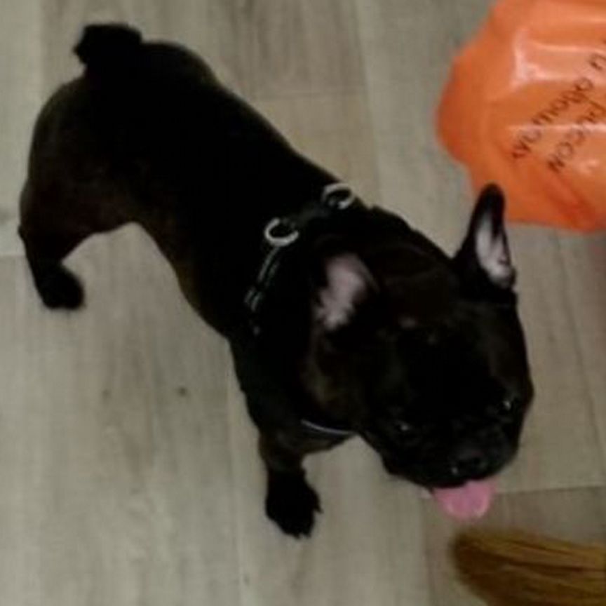 Французский бульдог