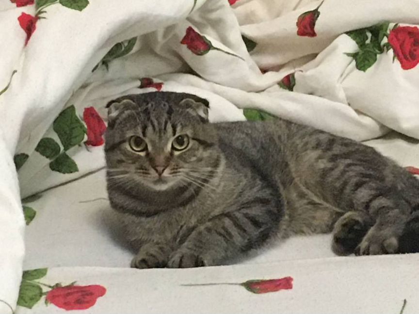 Шотландская вислоухая