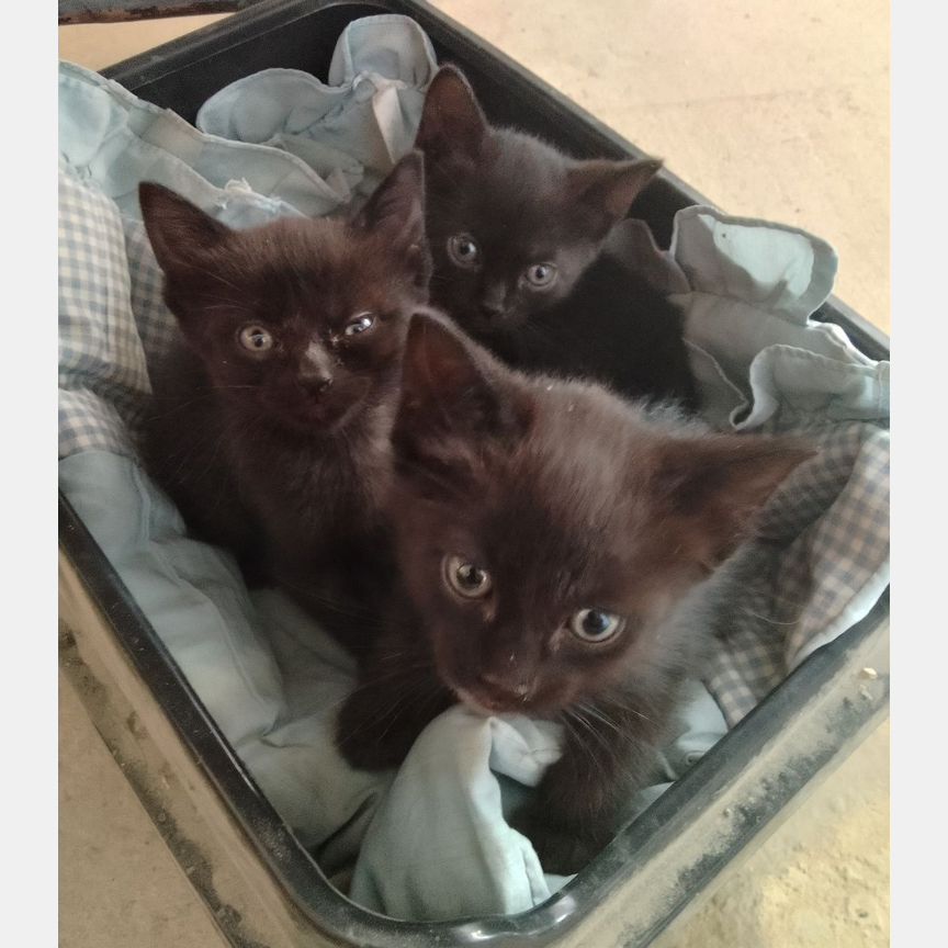 Домашние животные котята бесплатно
