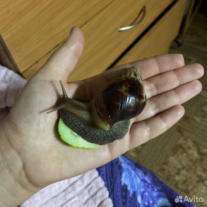 Улитки ахатины бесплатно