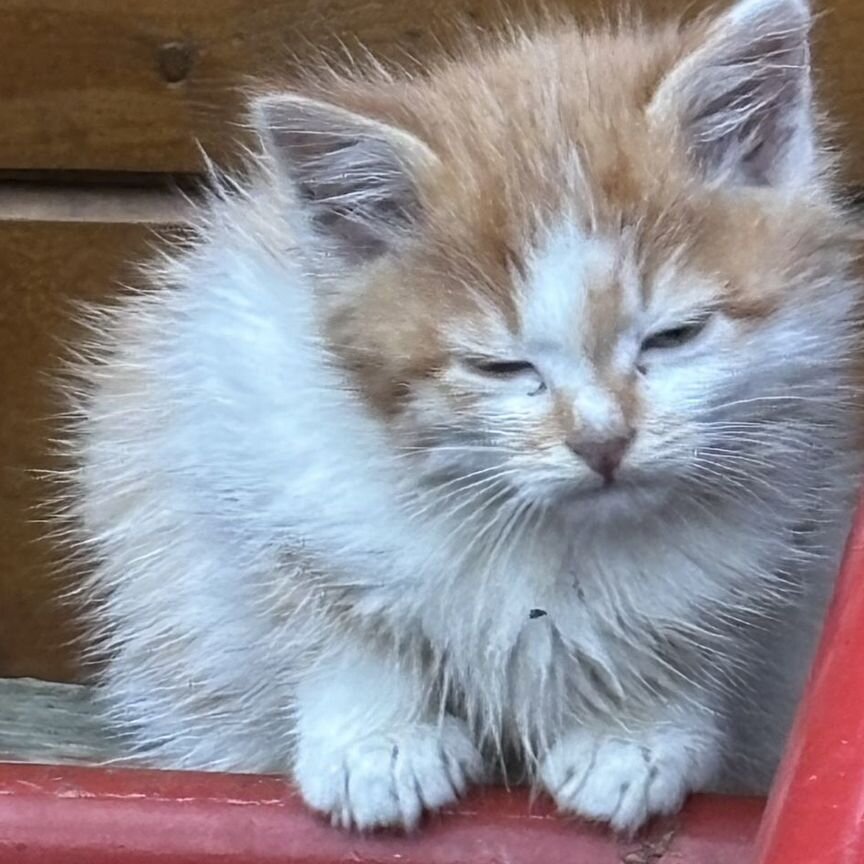 Котёнок в добрые руки