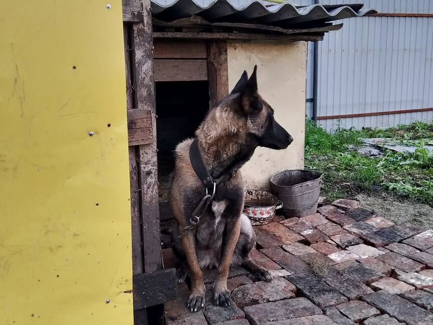 Бельгийская овчарка