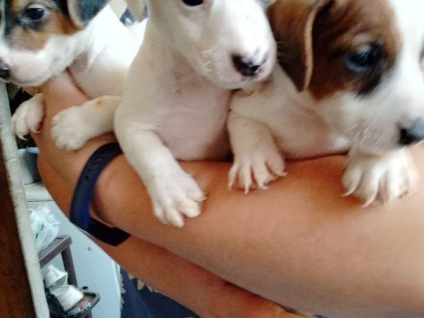 Щенки джек Рассел терьер