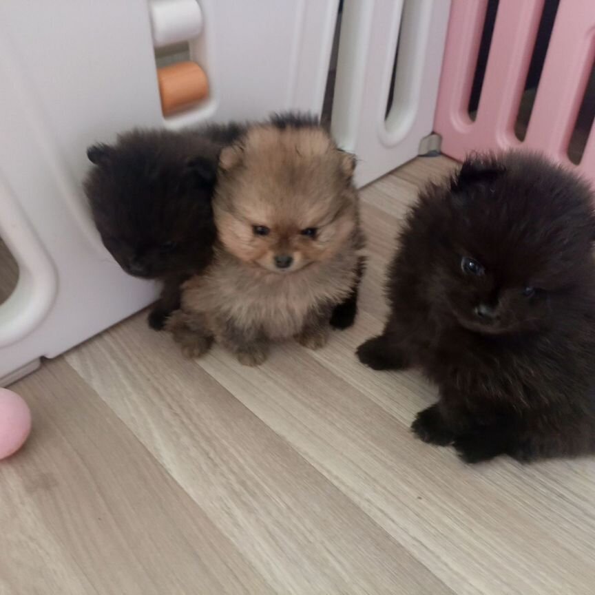 Померанский шпиц
