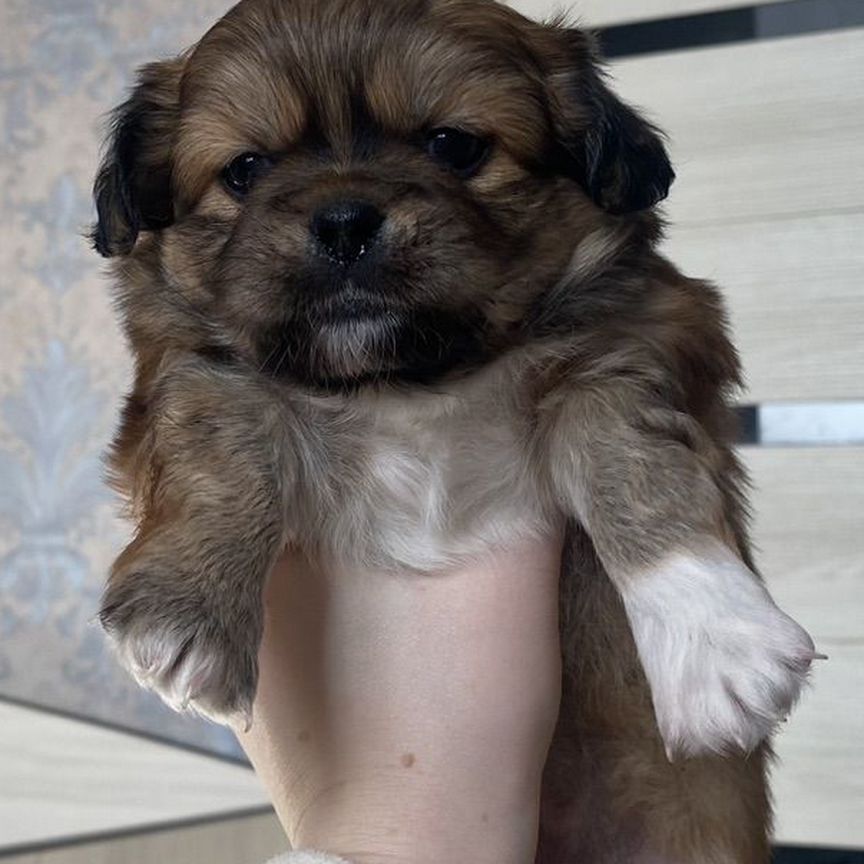 Пекинес, щенок