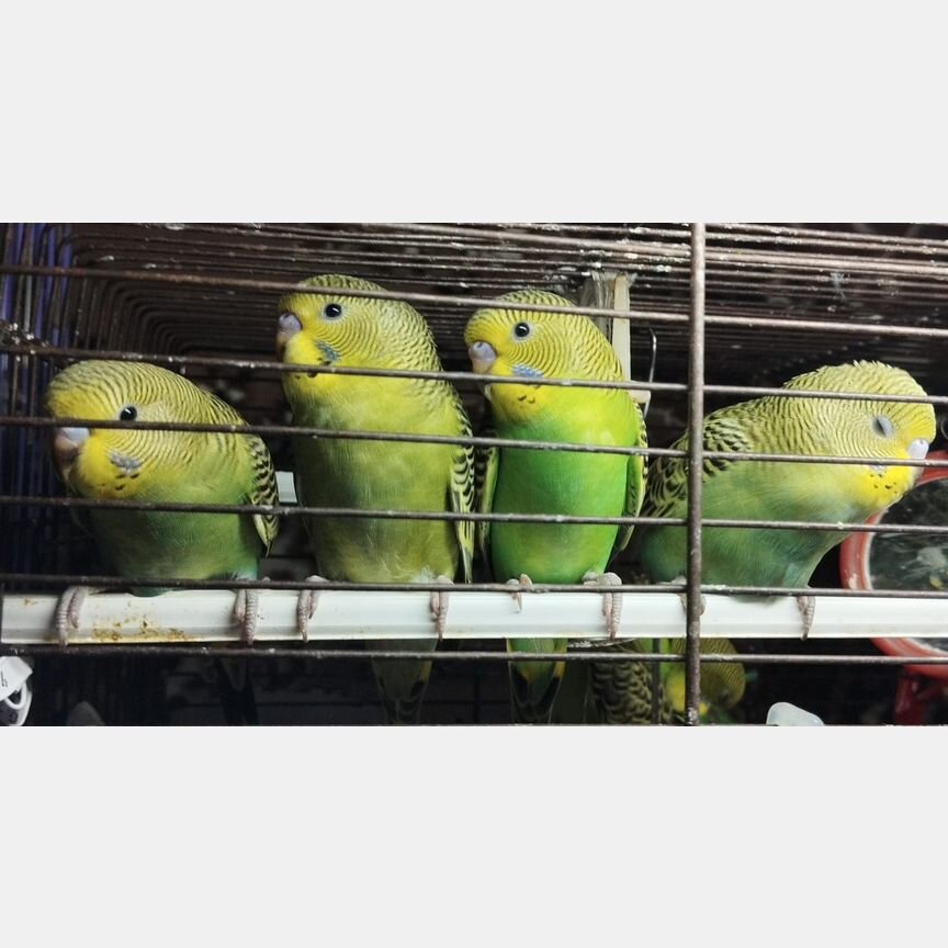 Птенчики волнистого попугайчика от говорящих родит