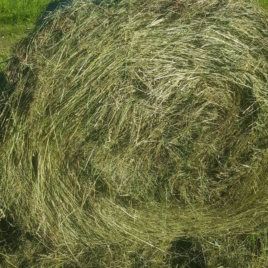 Продам сено в рулонах