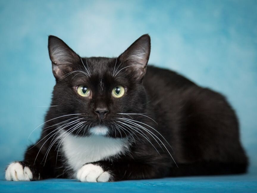 Не знали как назвать кота. Назвали Мальчик