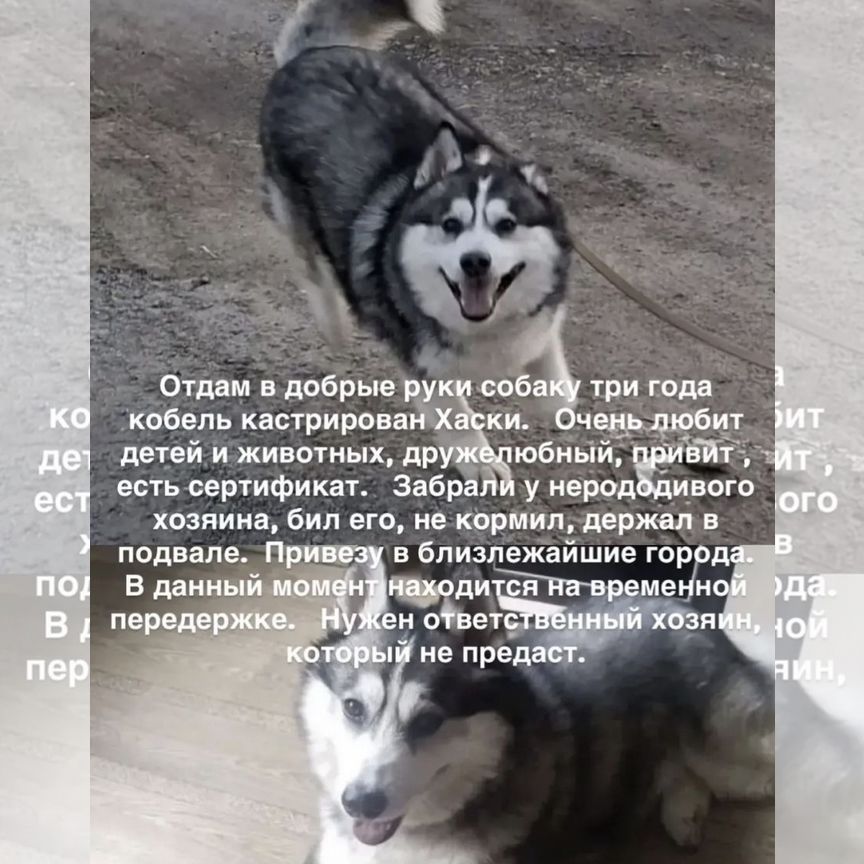Сибирский хаски, взрослый пёс