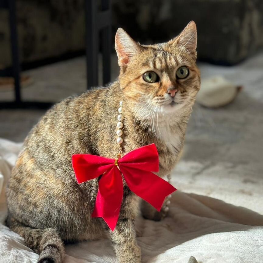 Осиротевшая кошечка ищет дом