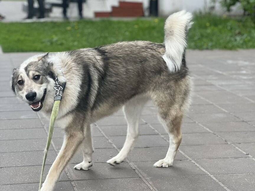 Собака в добрые руки