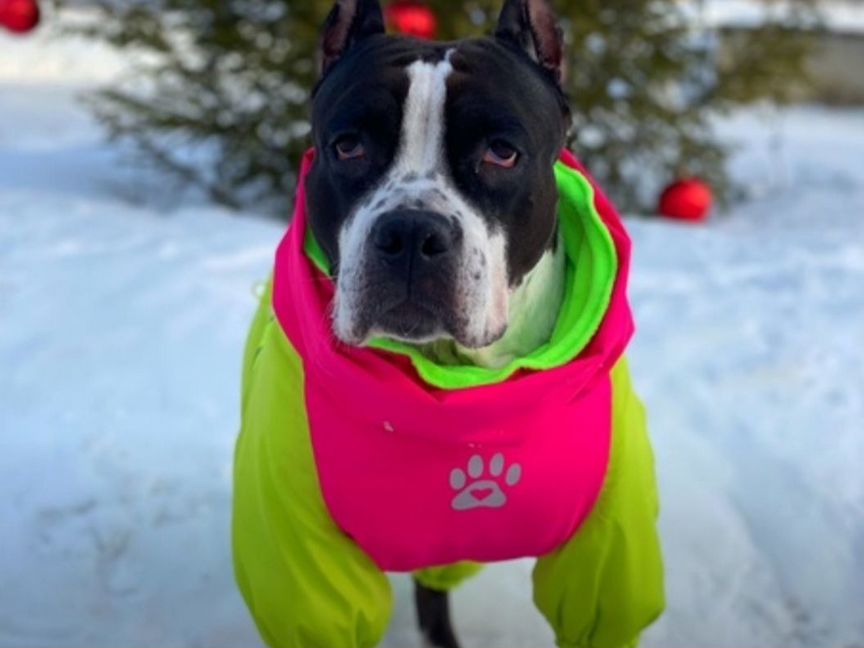 Одежда для собак