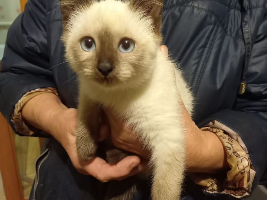 Кошка в дар