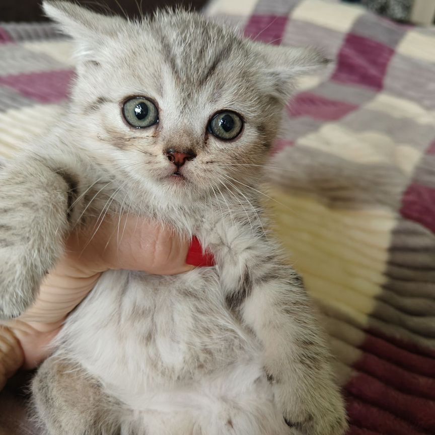 Шотландская