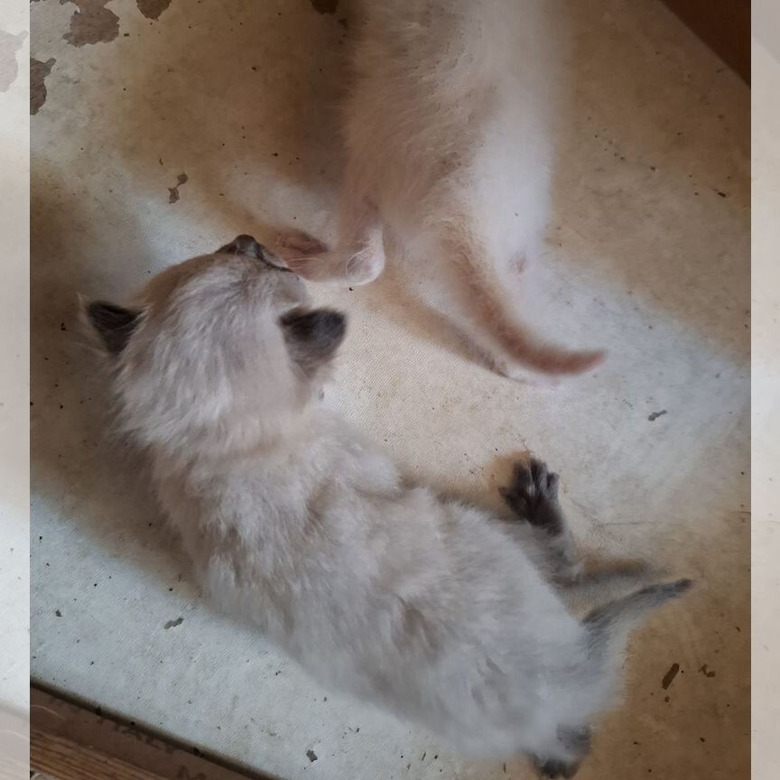 Котёнок в добрые руки