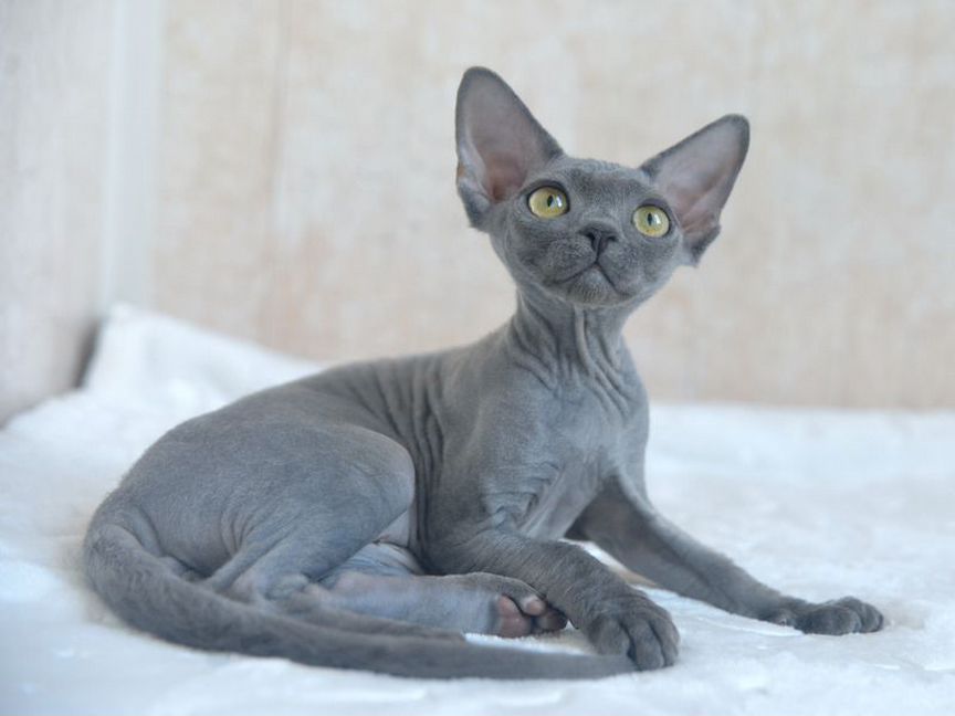 Девон рекс котята