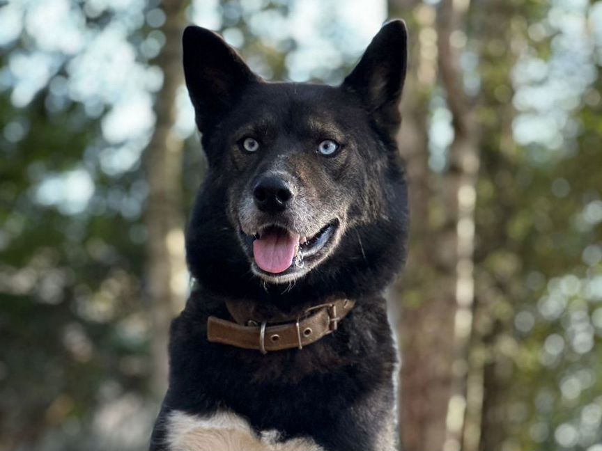 Собака Австралийский келпи