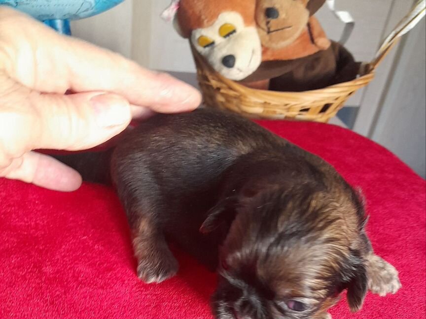 Такая красота- щенки ши тцу